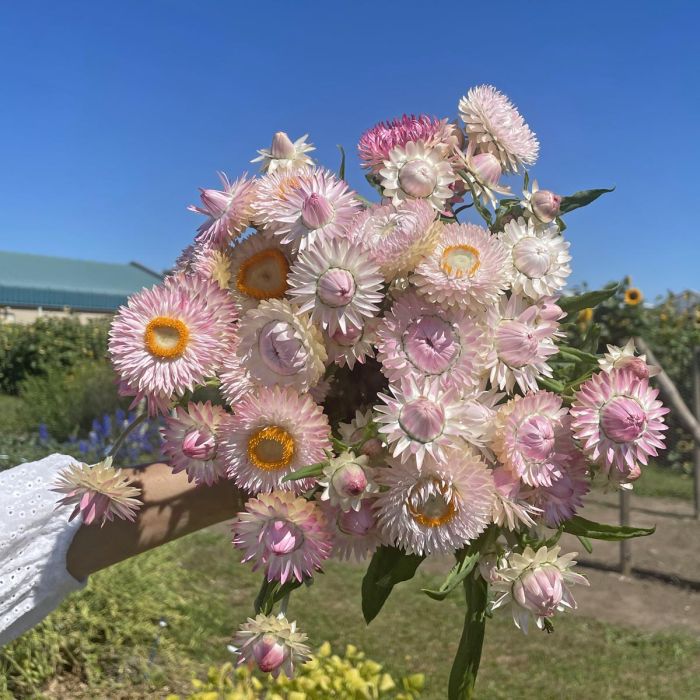 Helichrysum - Silvery Rose - 250 Seeds – Poppi-Shop